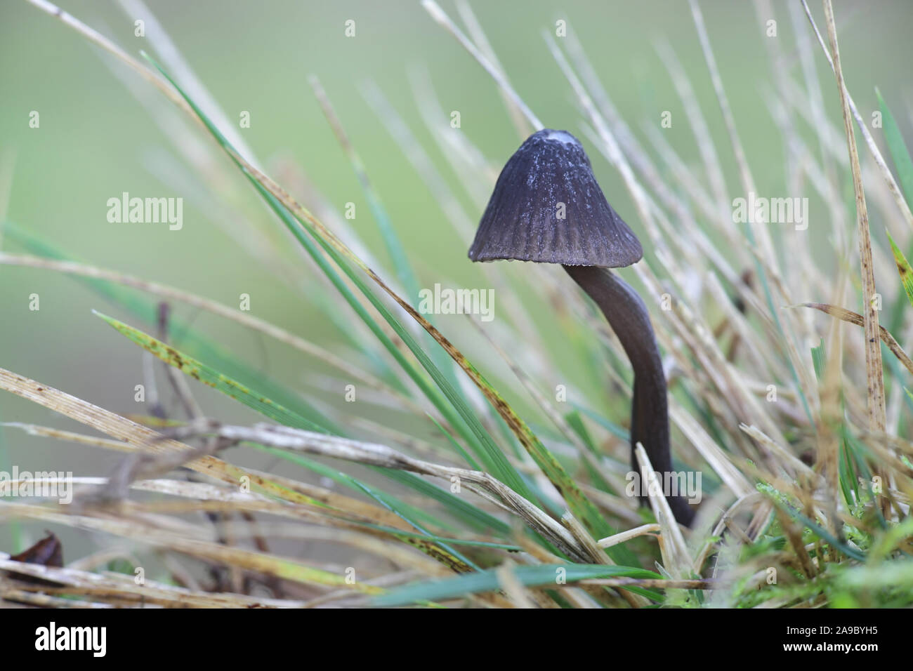 Mycena galopus var. Nigra oder einige tmes Mycena leucogala, bekannt ...