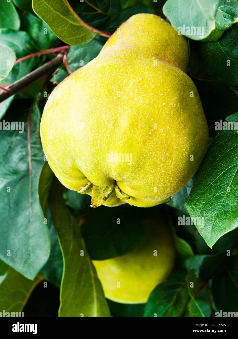 Quitten an einem baum -Fotos und -Bildmaterial in hoher Auflösung – Alamy