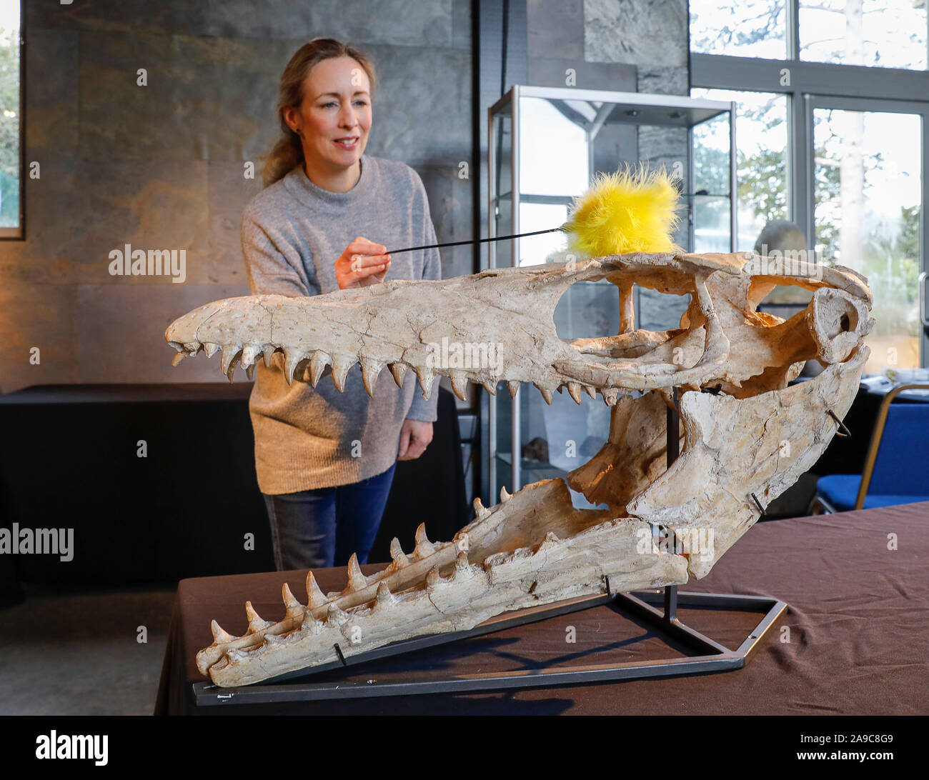 Mosasaurus skeleton -Fotos und -Bildmaterial in hoher Auflösung – Alamy