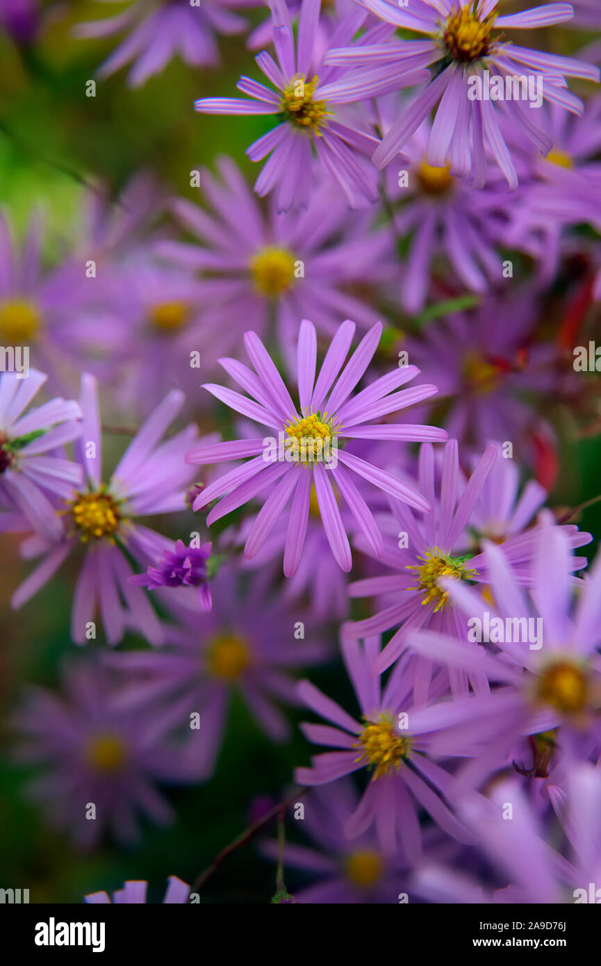 Symphyotrichum turbinllum -Fotos und -Bildmaterial in hoher Auflösung – Alamy