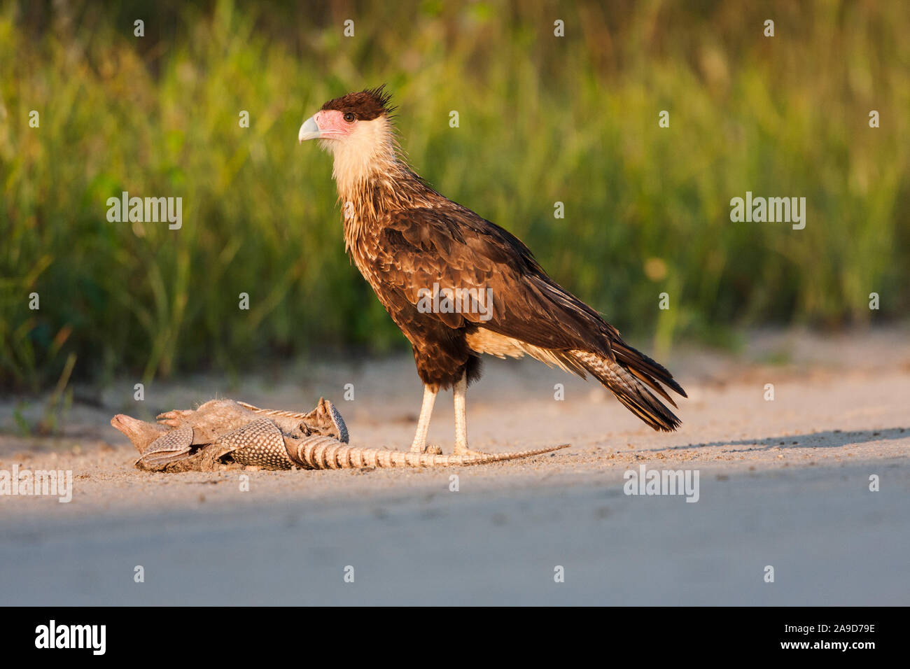 Roadkill animal -Fotos und -Bildmaterial in hoher Auflösung – Alamy