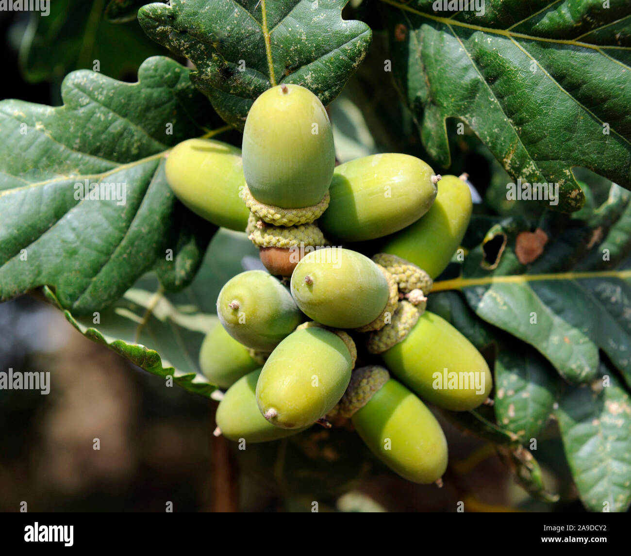 Eichel aus traubeneiche -Fotos und -Bildmaterial in hoher Auflösung – Alamy