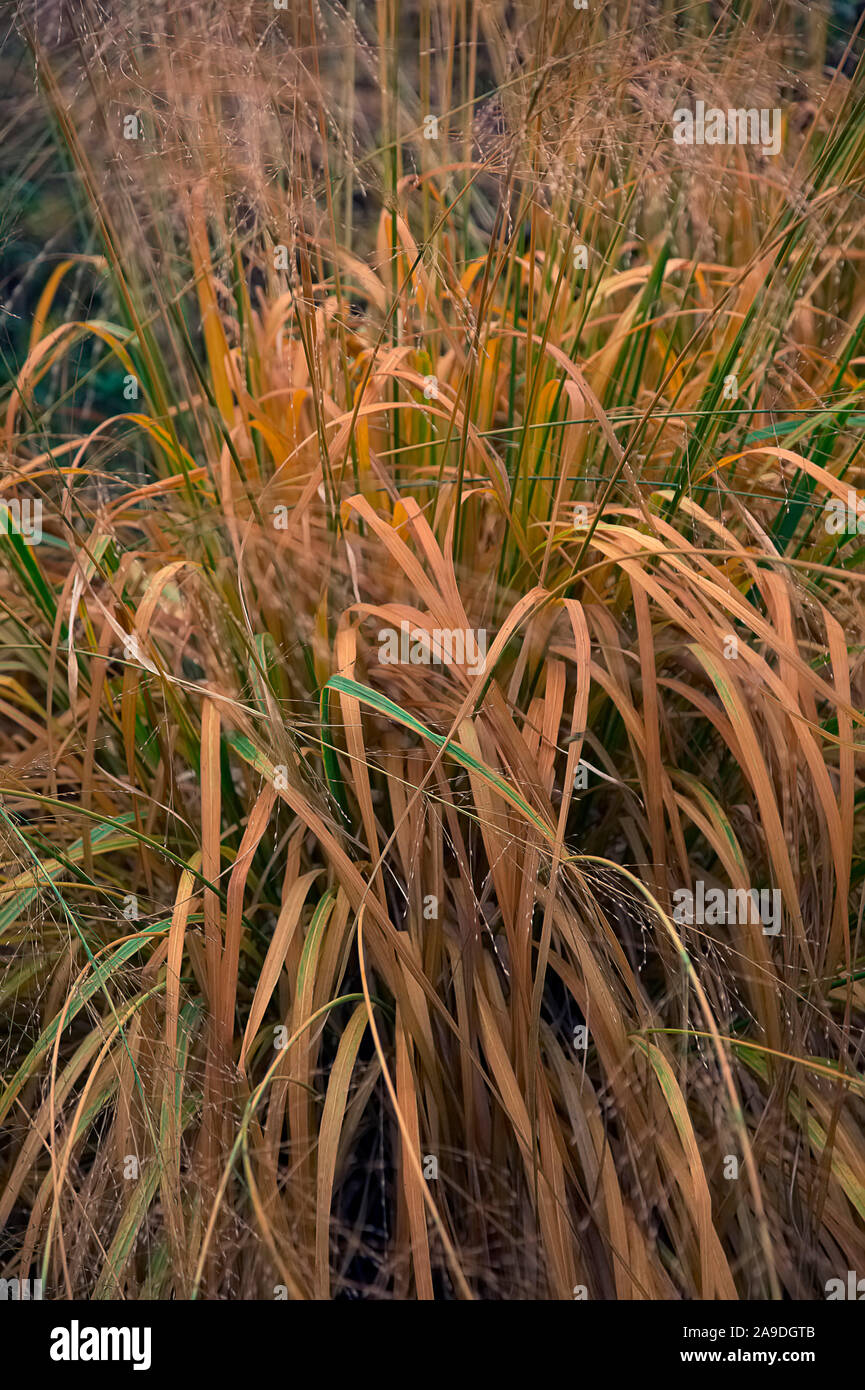 Molinia transparent -Fotos und -Bildmaterial in hoher Auflösung – Alamy