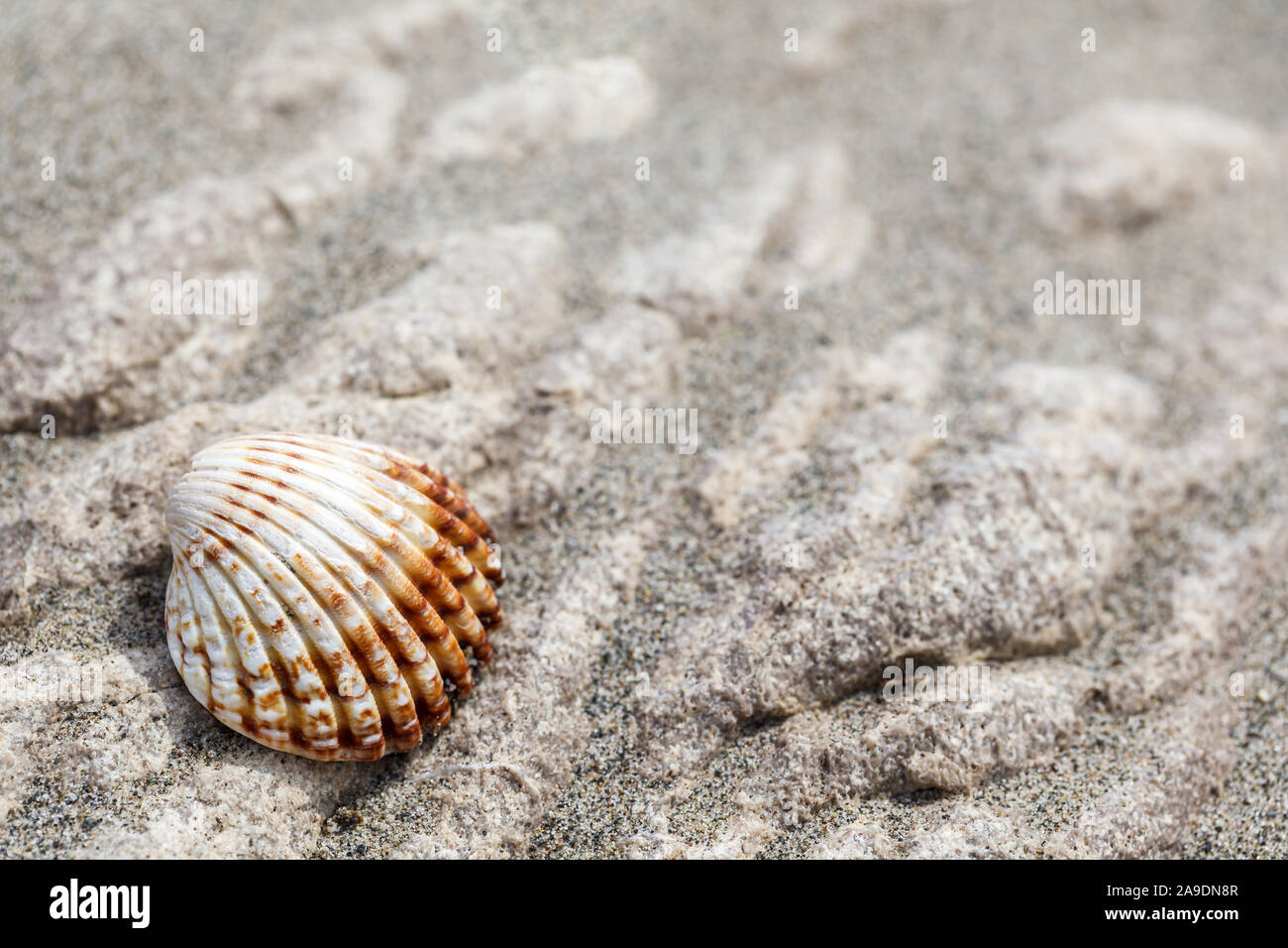 Leere muschelschale an einem sandigen strand -Fotos und -Bildmaterial ...