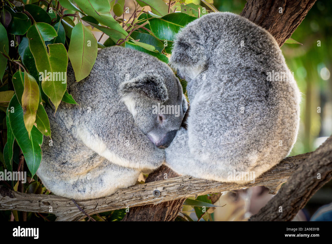 Two koala bears in a tree -Fotos und -Bildmaterial in hoher Auflösung ...