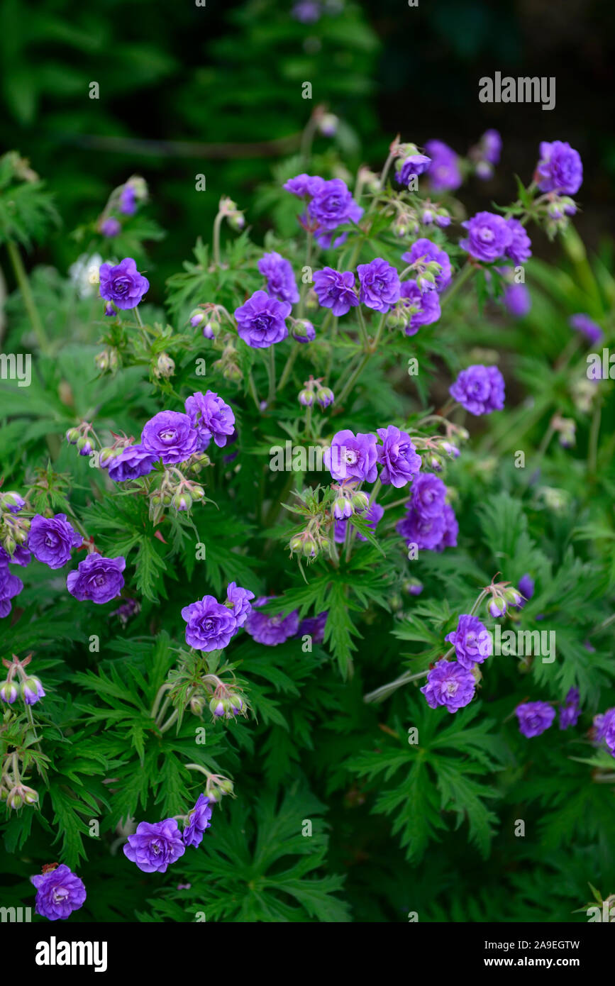 Violett blaue blumen -Fotos und -Bildmaterial in hoher Auflösung – Alamy