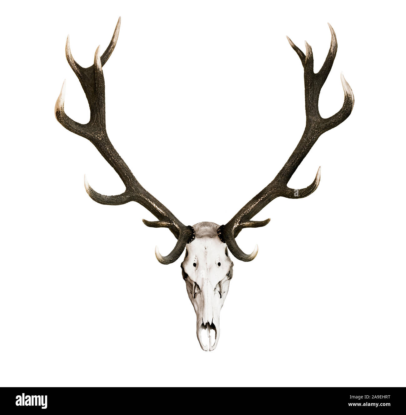Rehe hörner Ausgeschnittene Stockfotos und -bilder - Alamy
