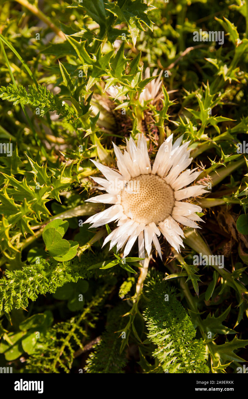 Blattrosette distel blühen die auch -Fotos und -Bildmaterial in hoher ...