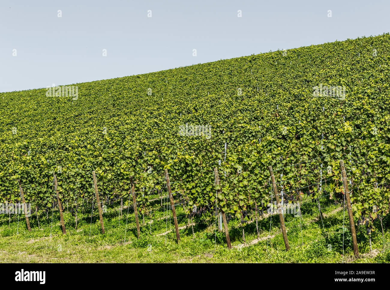 Das weinbergbad -Fotos und -Bildmaterial in hoher Auflösung – Alamy