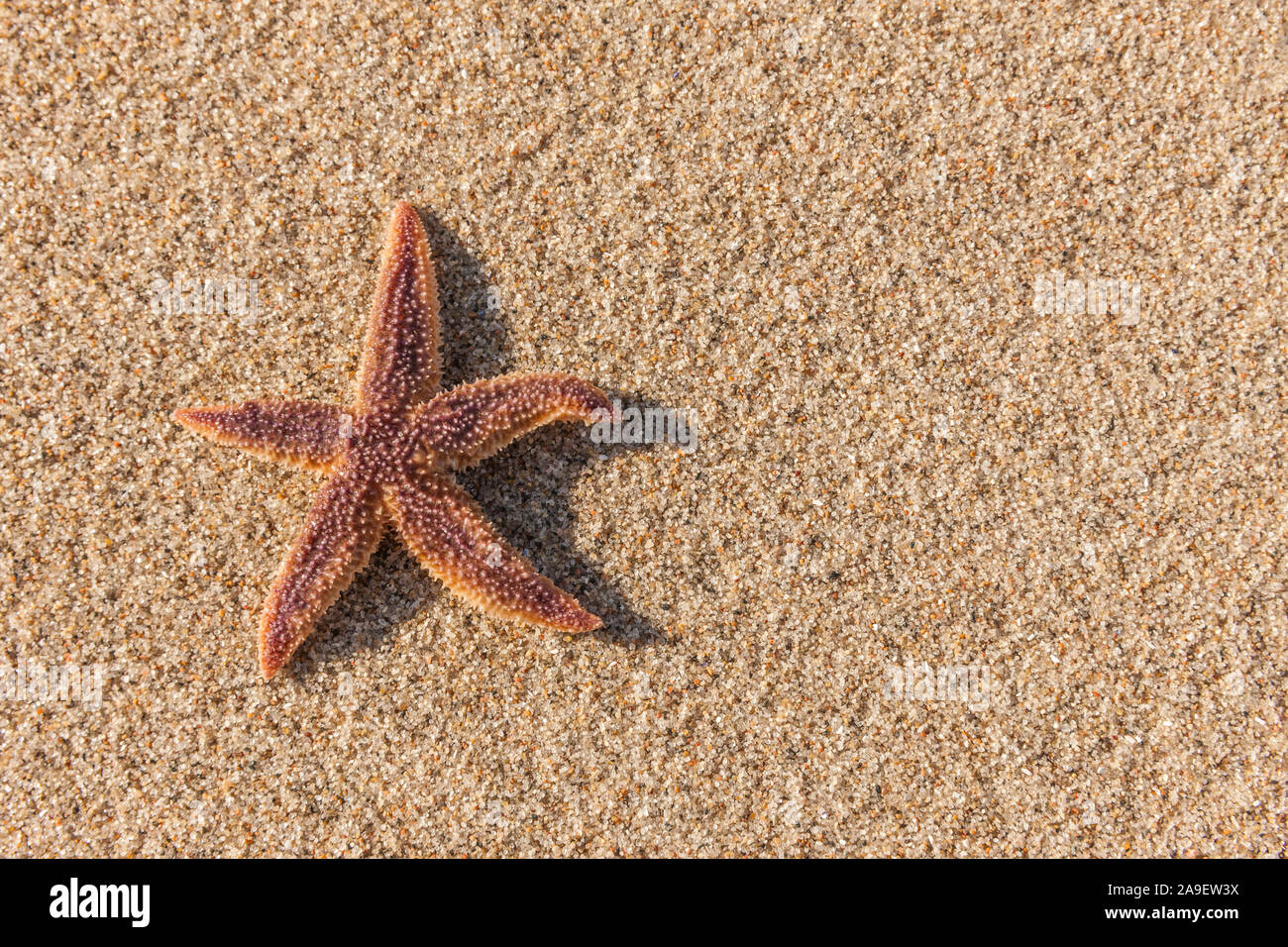 Seestern am kiesstrand -Fotos und -Bildmaterial in hoher Auflösung – Alamy