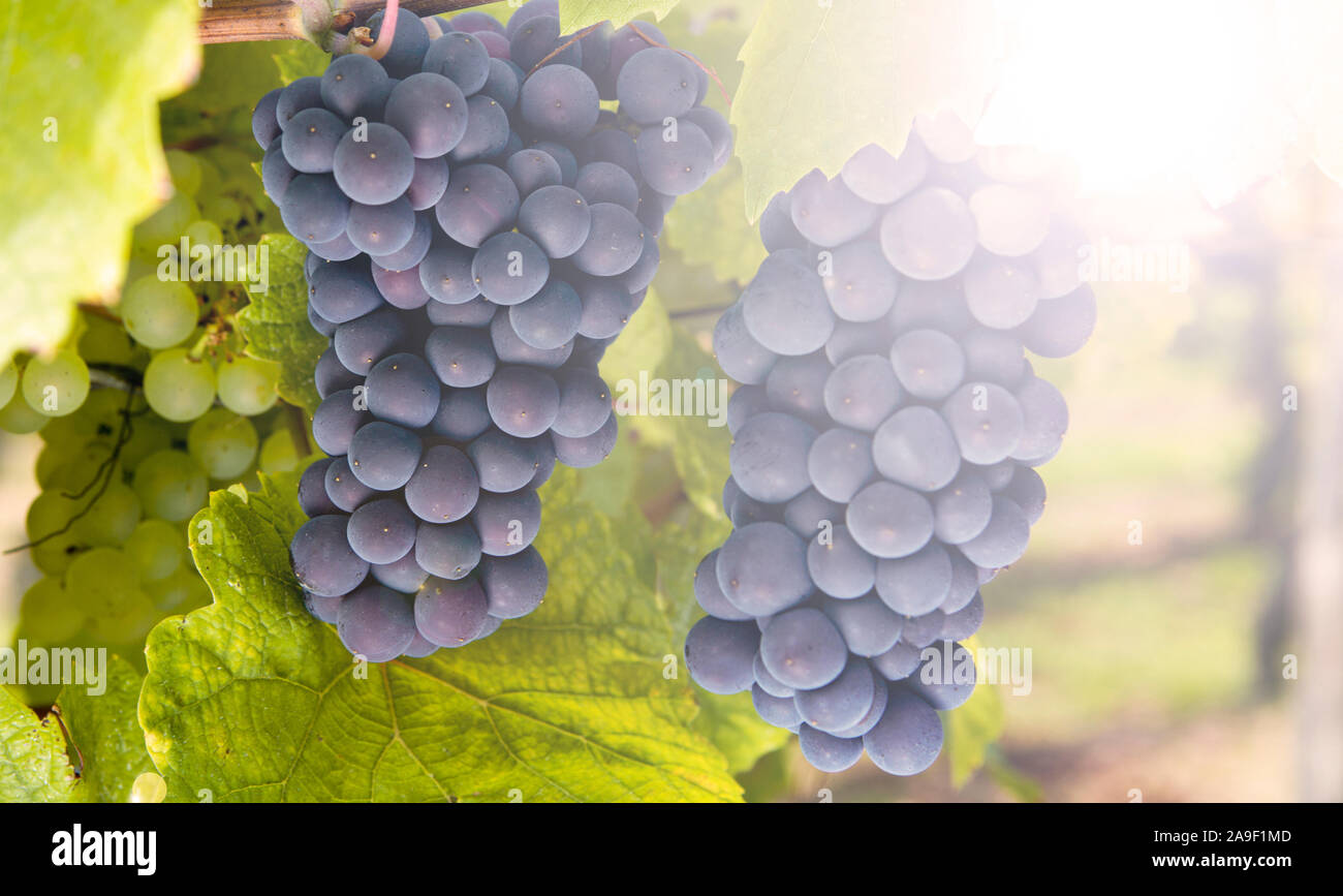 Weingut reifen weinreben -Fotos und -Bildmaterial in hoher Auflösung ...