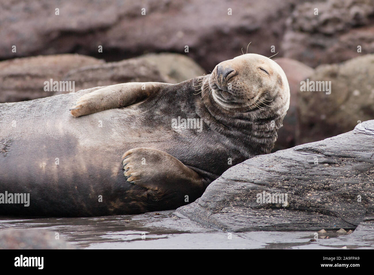 Graue Flossen Zum Tauchen Stockfotos und -bilder Kaufen - Alamy