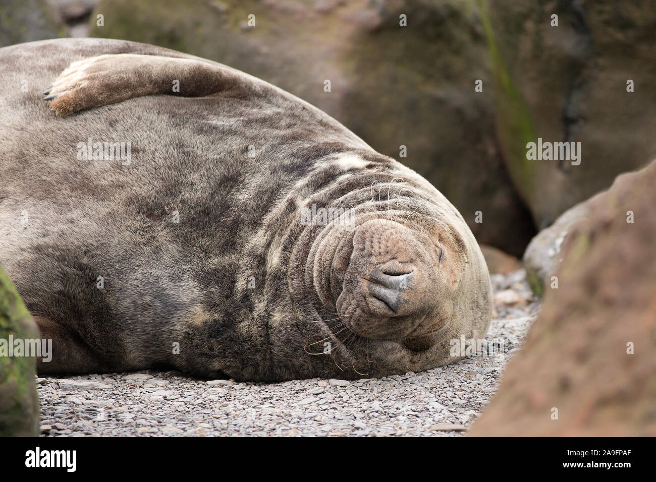 Graue Flossen Zum Tauchen Stockfotos und -bilder Kaufen - Alamy