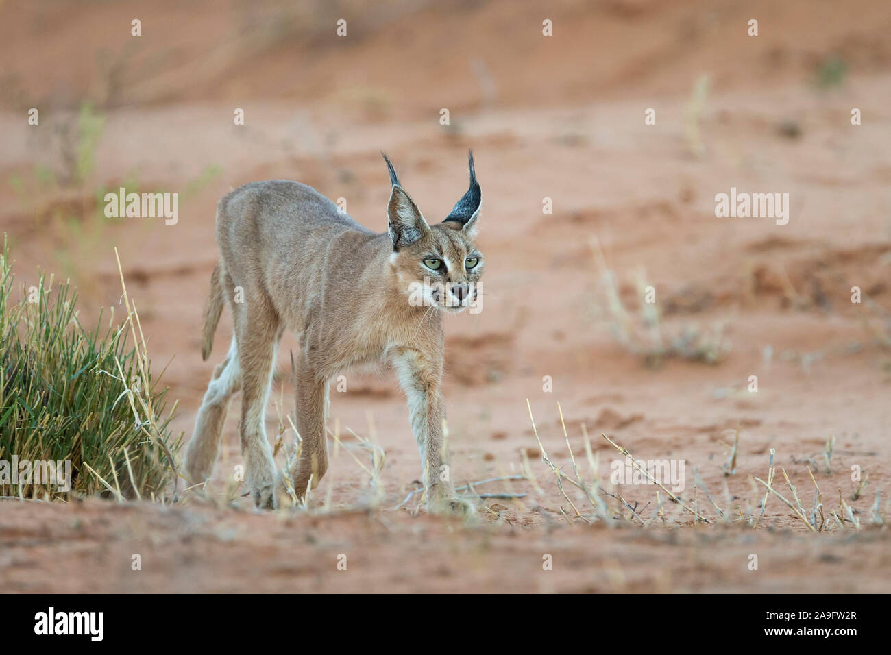 African caracal -Fotos und -Bildmaterial in hoher Auflösung – Alamy