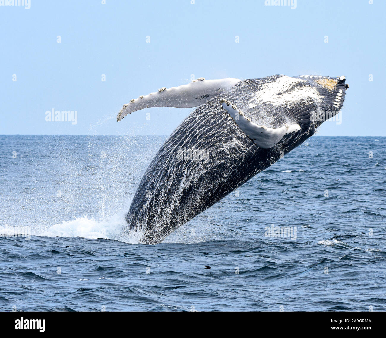 Twisting jump -Fotos und -Bildmaterial in hoher Auflösung – Alamy