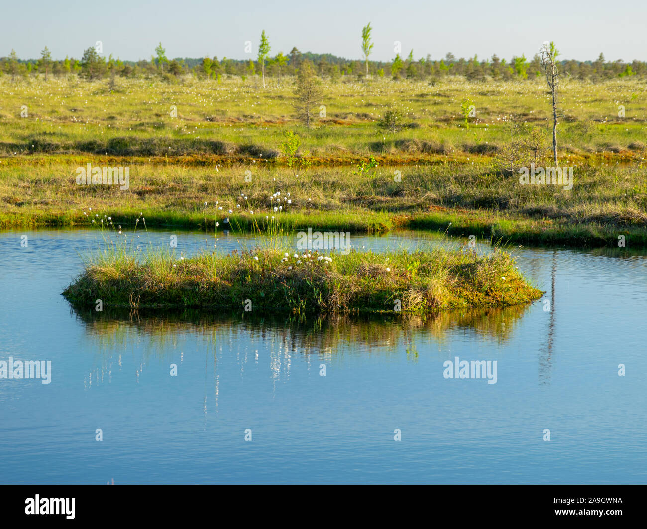 Landschaft im Sumpf. kleinen Sumpf Seen, Moos und Sumpf Kiefern, ruhige ...