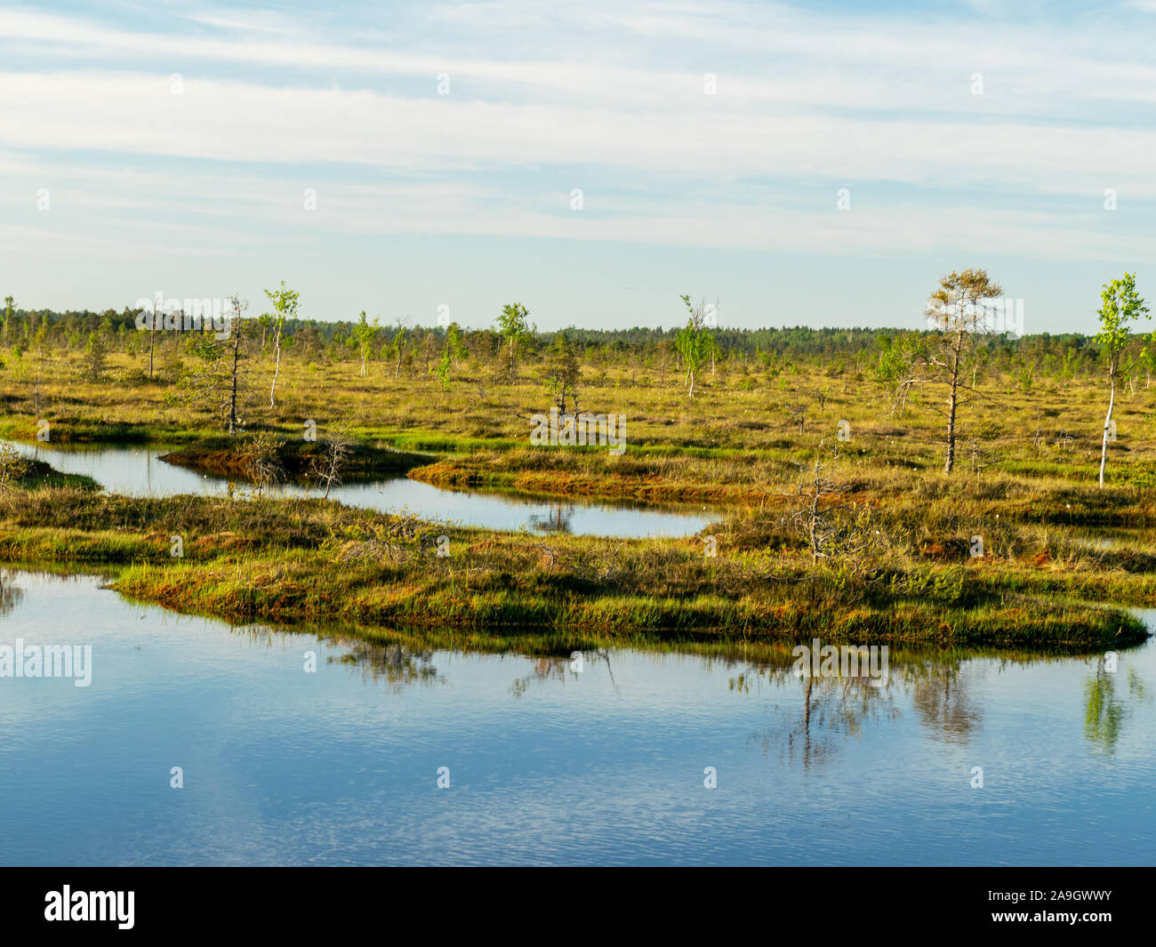 Landschaft im Sumpf. kleinen Sumpf Seen, Moos und Sumpf Kiefern, ruhige ...