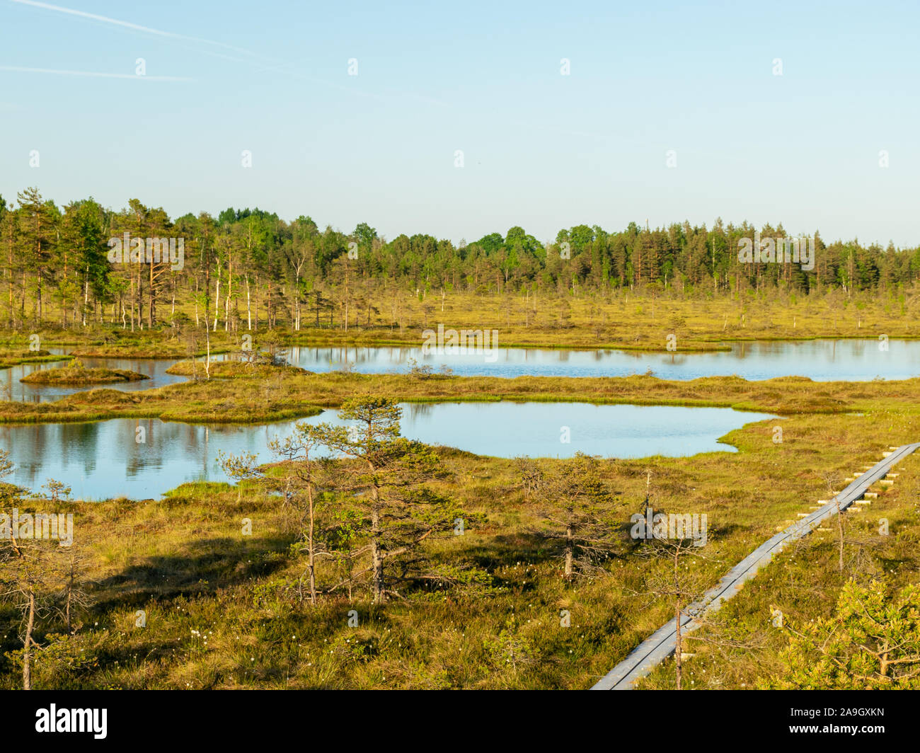 Landschaft im Sumpf. kleinen Sumpf Seen, Moos und Sumpf Kiefern, ruhige ...