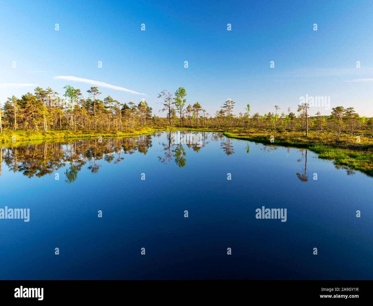 Landschaft im Sumpf. kleinen Sumpf Seen, Moos und Sumpf Kiefern, ruhige ...