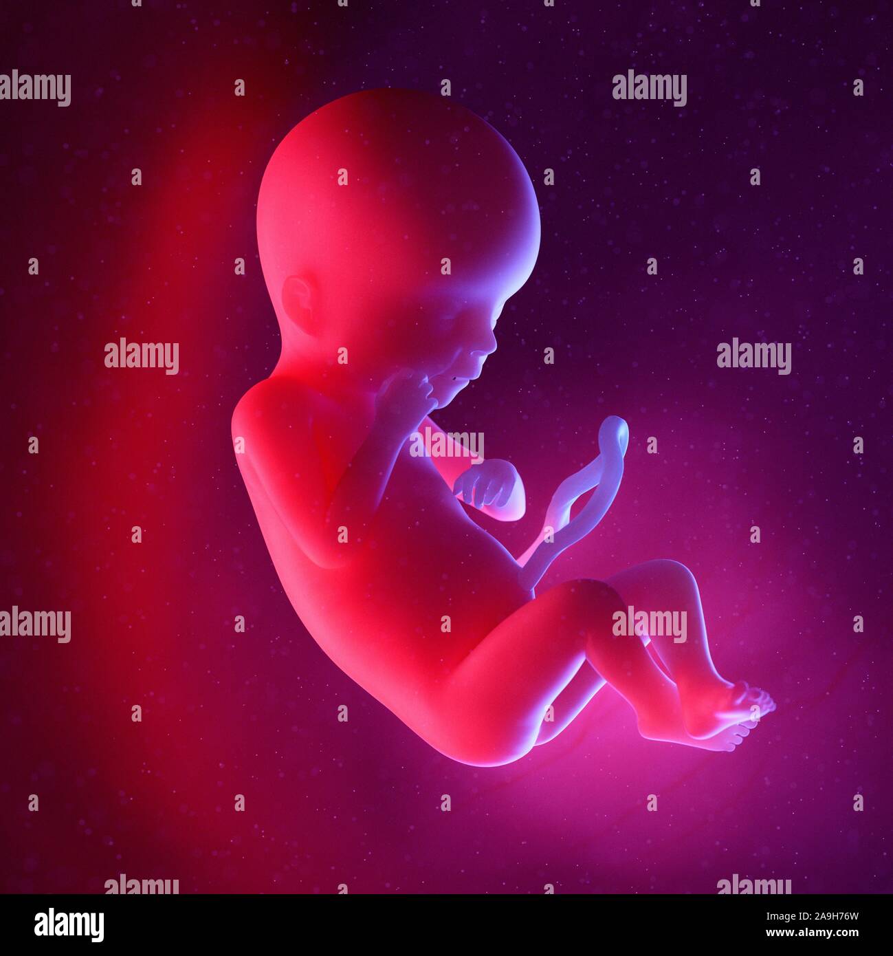 Womb anatomy -Fotos und -Bildmaterial in hoher Auflösung – Alamy