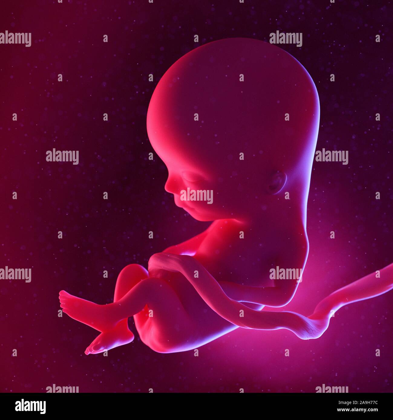 Fötus gebärmutter -Fotos und -Bildmaterial in hoher Auflösung – Alamy