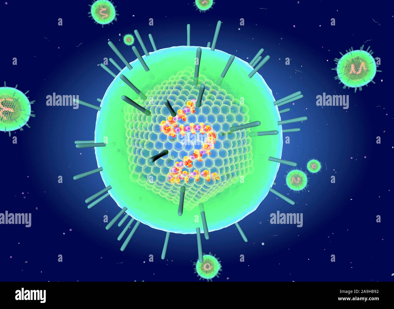 Epstein Barr Virus, Abbildung Stockfotografie - Alamy