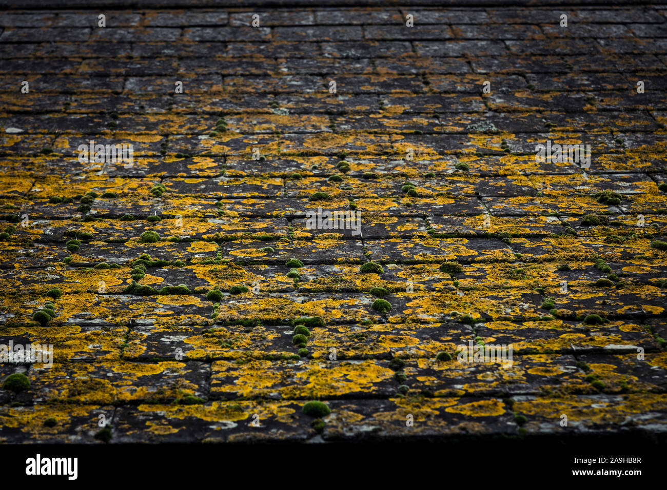 Moos muster Stockfotos und -bilder Kaufen - Alamy