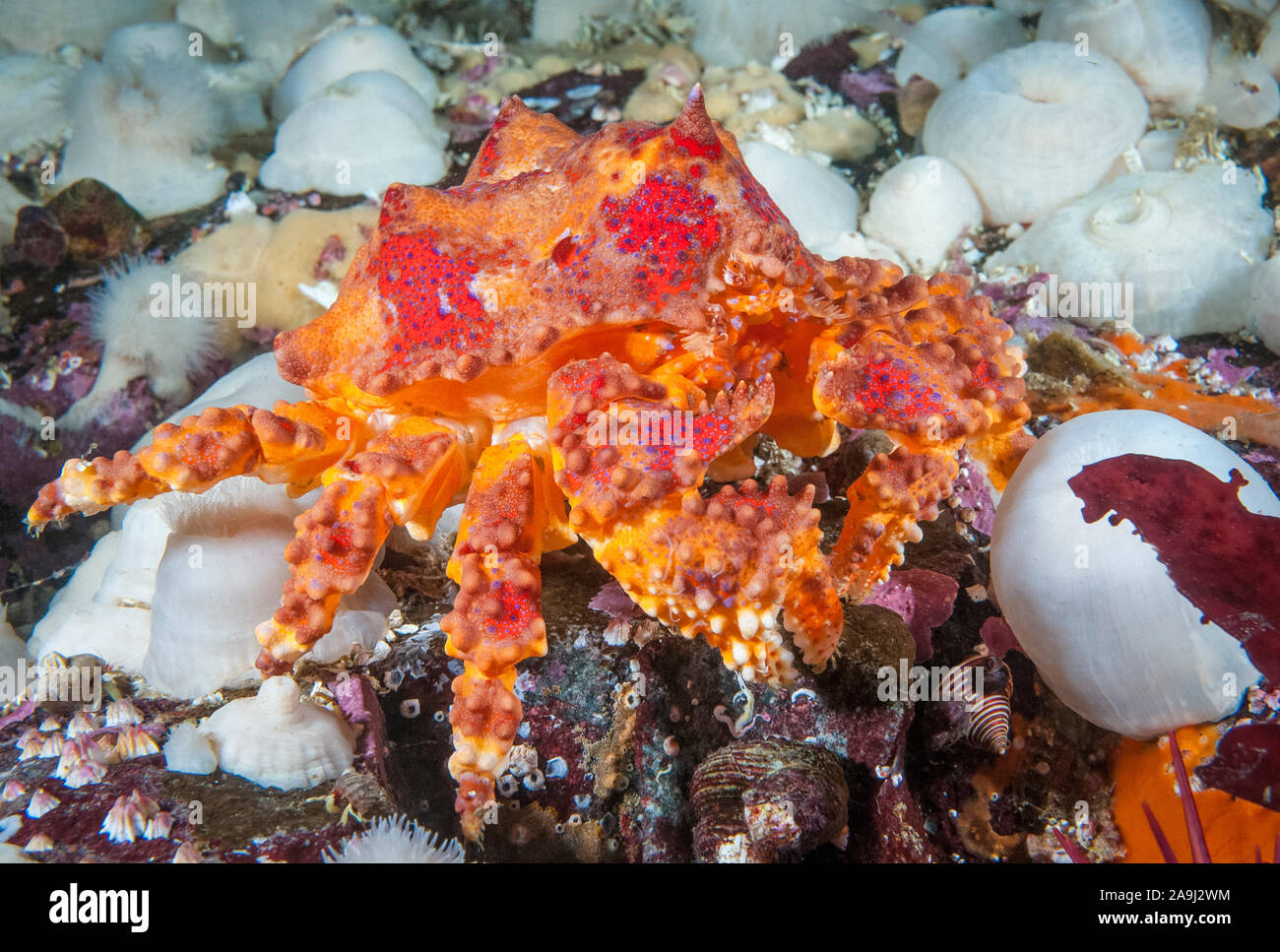 Puget sound king crab -Fotos und -Bildmaterial in hoher Auflösung – Alamy