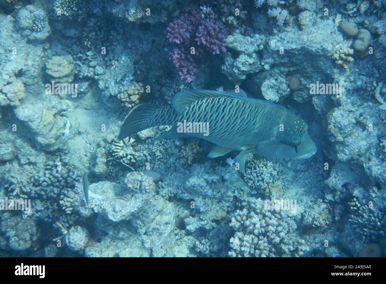 Napoleon fisch -Fotos und -Bildmaterial in hoher Auflösung – Alamy