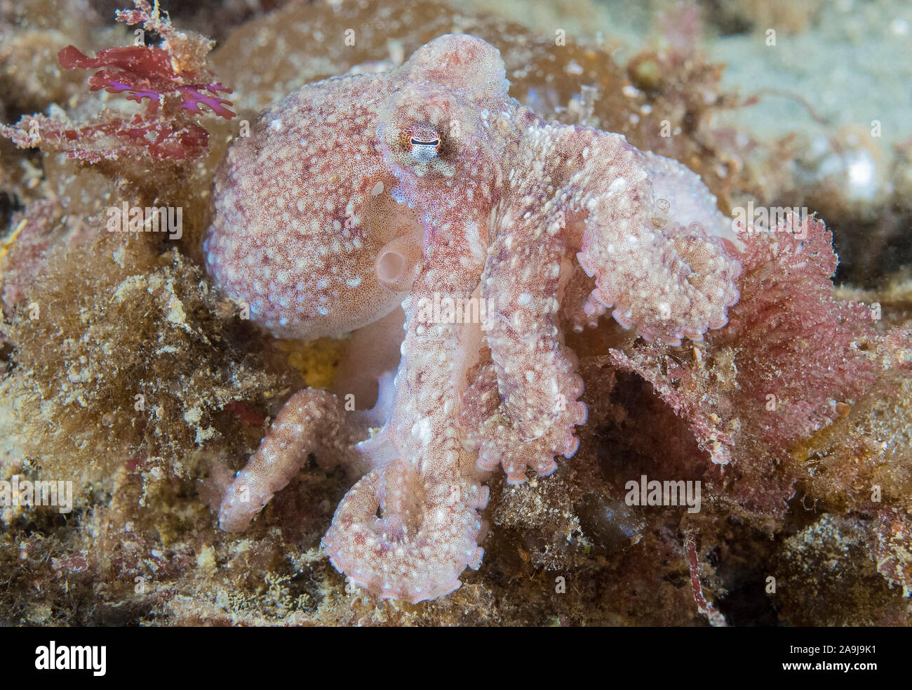 Octopus rubescens -Fotos und -Bildmaterial in hoher Auflösung – Alamy