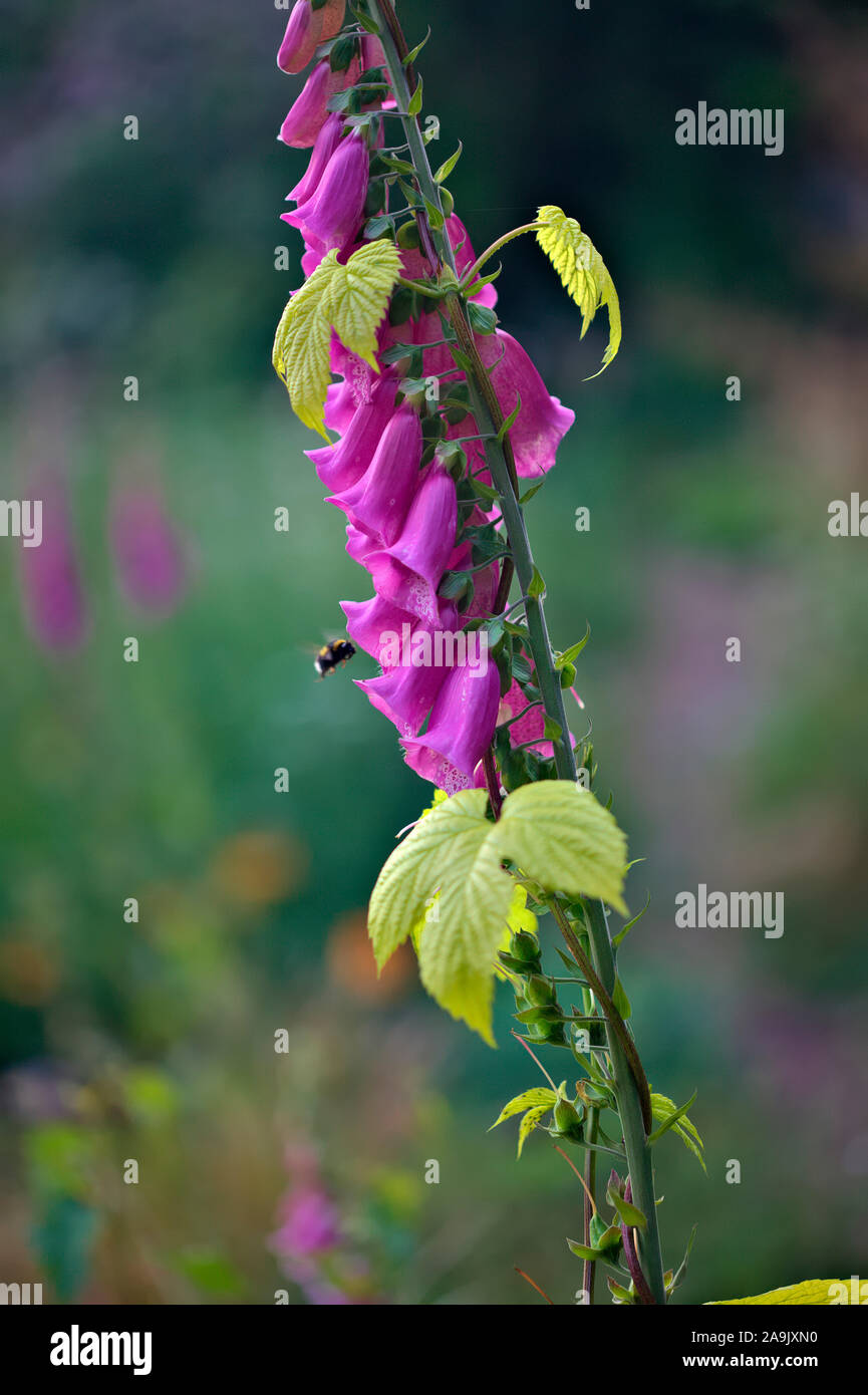 Golden Hopfen - Humulus lupulus 'Aureus' AGM mit Fingerhut - Digitalis ...