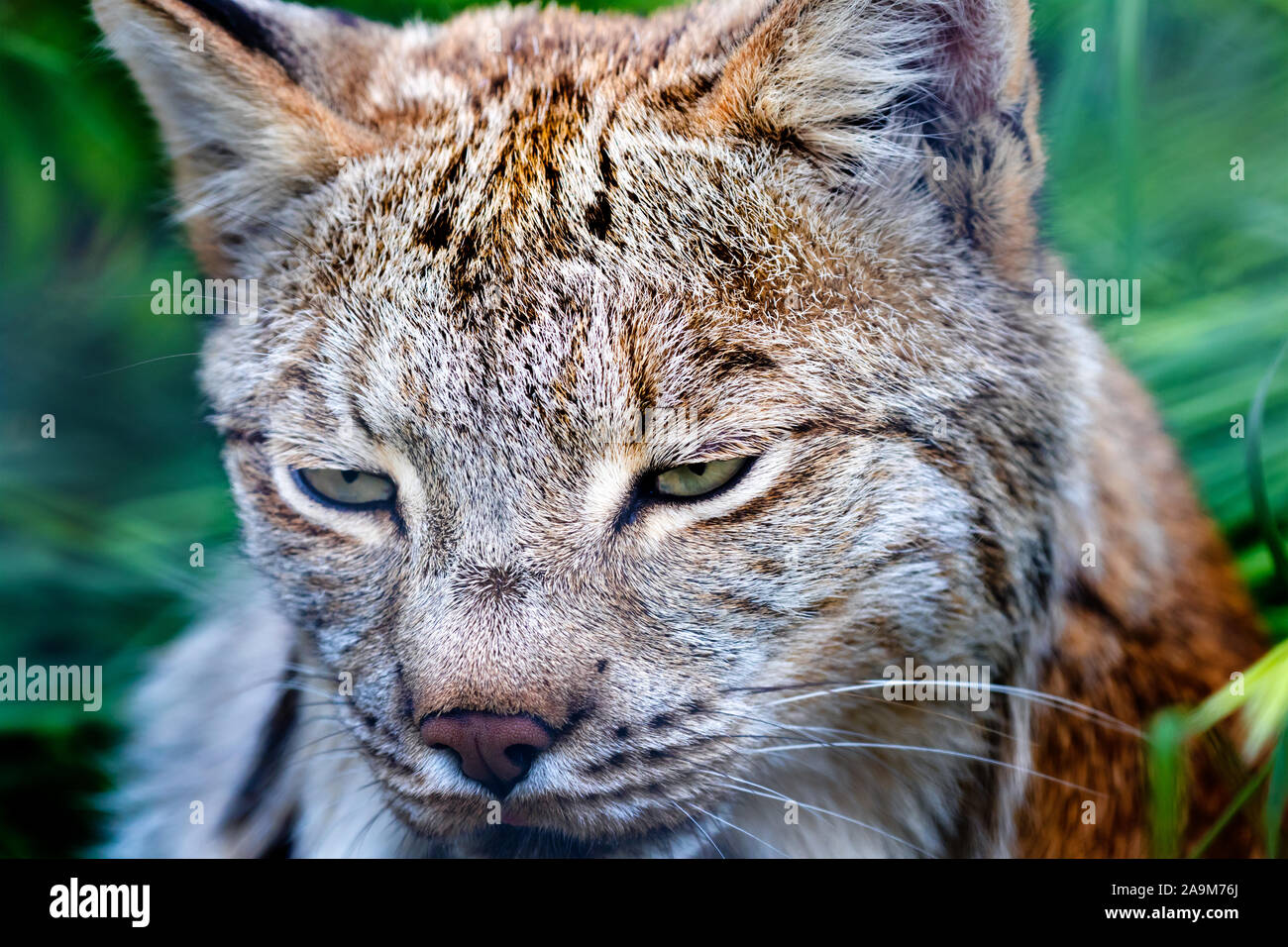 Rotluchs isoliert -Fotos und -Bildmaterial in hoher Auflösung – Alamy
