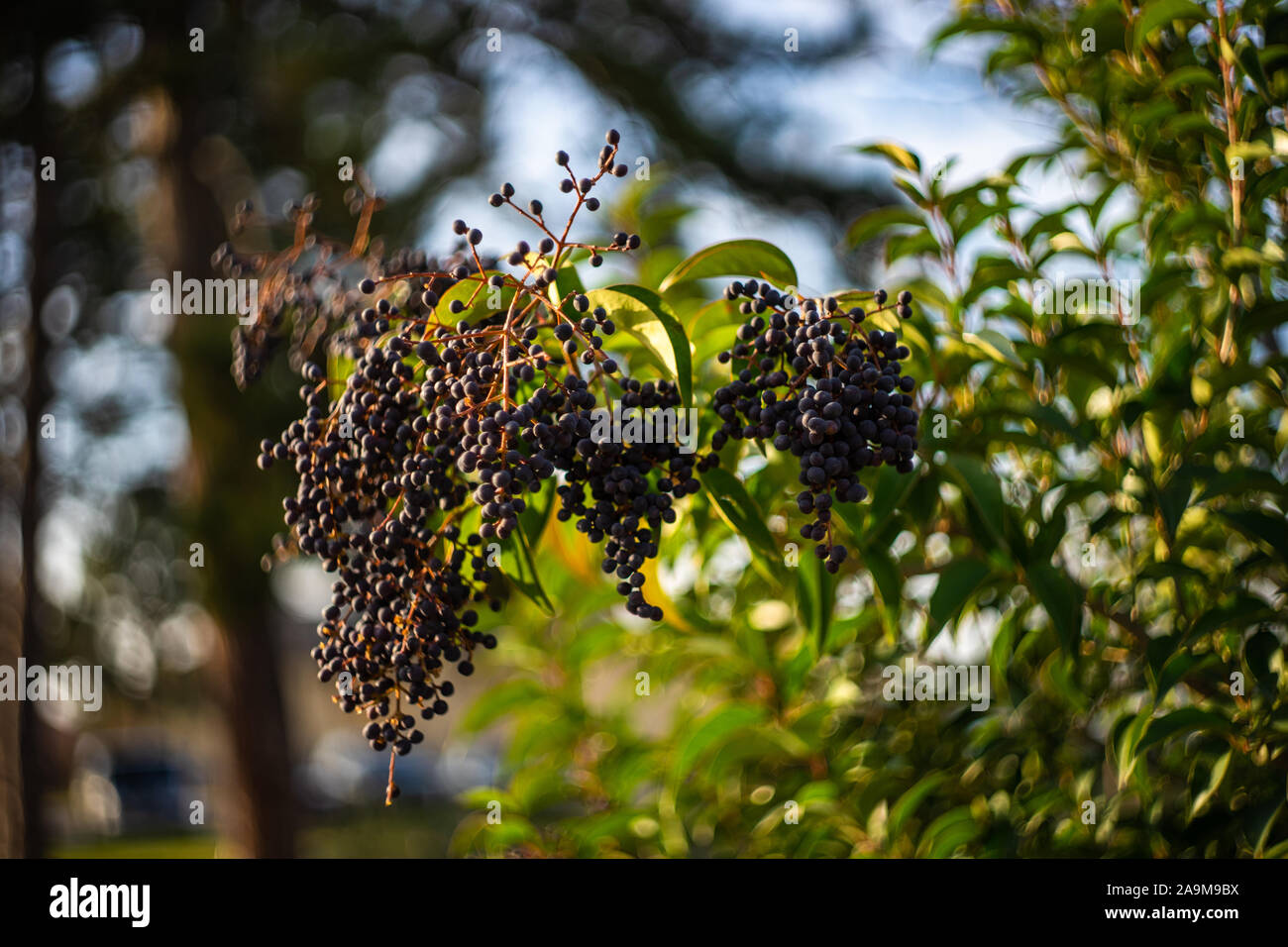 Garten Bush plant Ligustrum als Liguster im herbstlichen Park bekannt ...