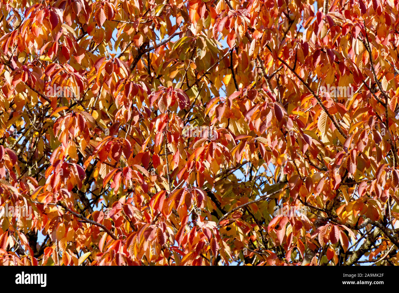 Herbst kirschbaum blatt -Fotos und -Bildmaterial in hoher Auflösung – Alamy
