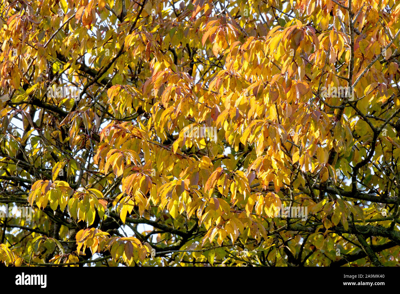 Herbst kirschbaum blatt -Fotos und -Bildmaterial in hoher Auflösung – Alamy