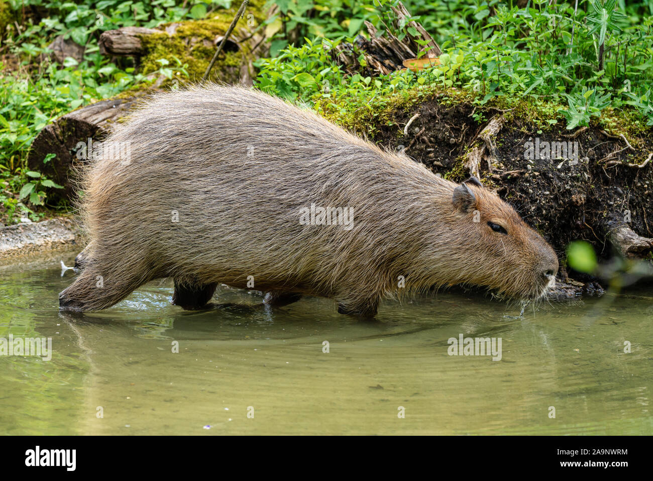 Capybara herbivore zoo -Fotos und -Bildmaterial in hoher Auflösung – Alamy