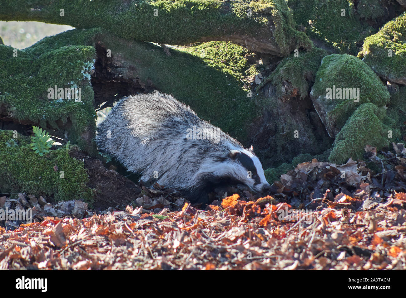 Baby Dachs Stockfotos & Baby Dachs Bilder - Alamy