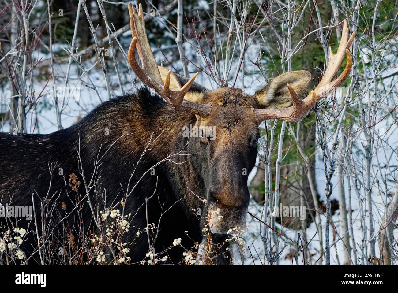 Front face -Fotos und -Bildmaterial in hoher Auflösung – Alamy