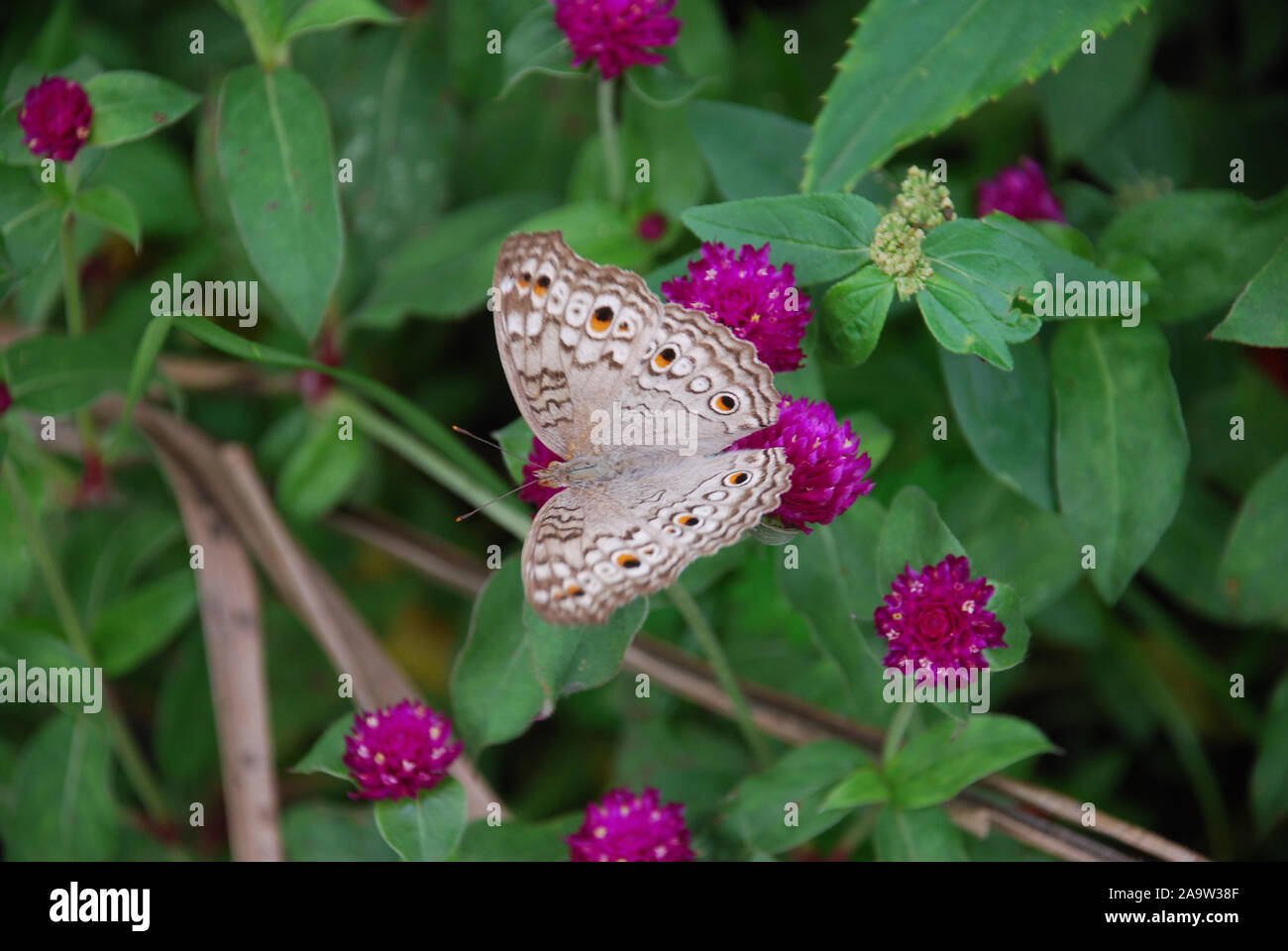 Ramna dhaka -Fotos und -Bildmaterial in hoher Auflösung – Alamy