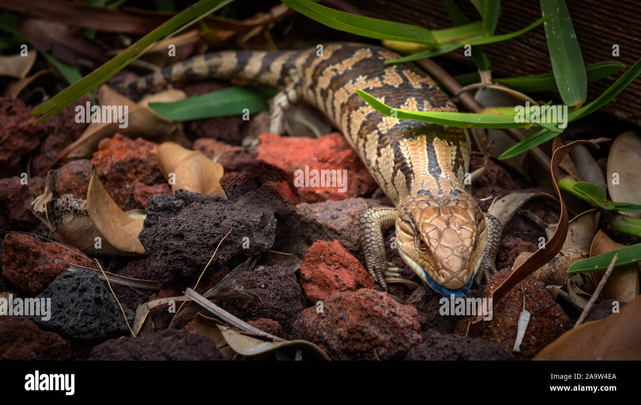 Bluey verde -Fotos und -Bildmaterial in hoher Auflösung – Alamy