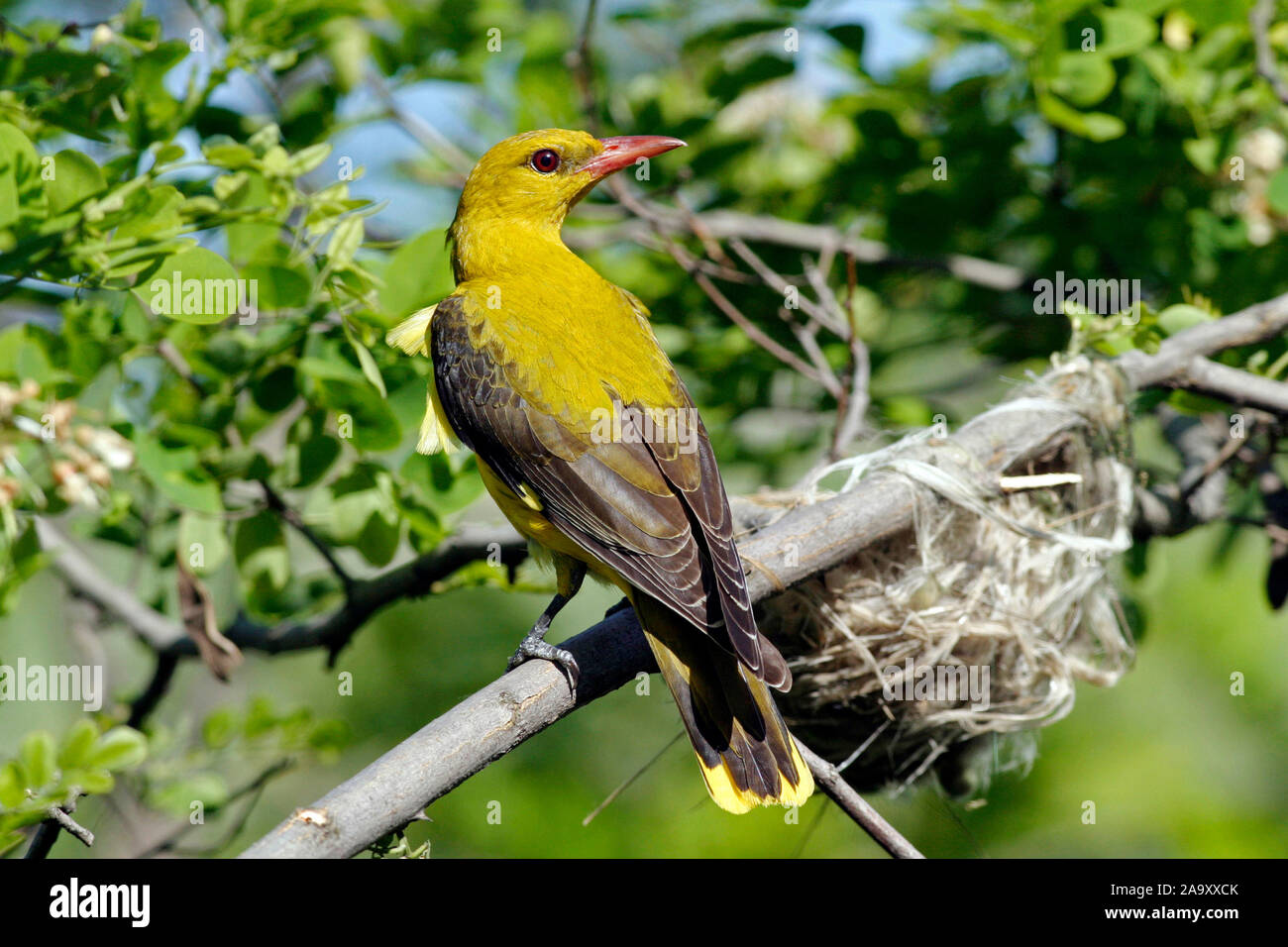 Tiere, Voegel, Pirol, Feigenpirol, Weibchen am Nest, Europa, Tiere ...