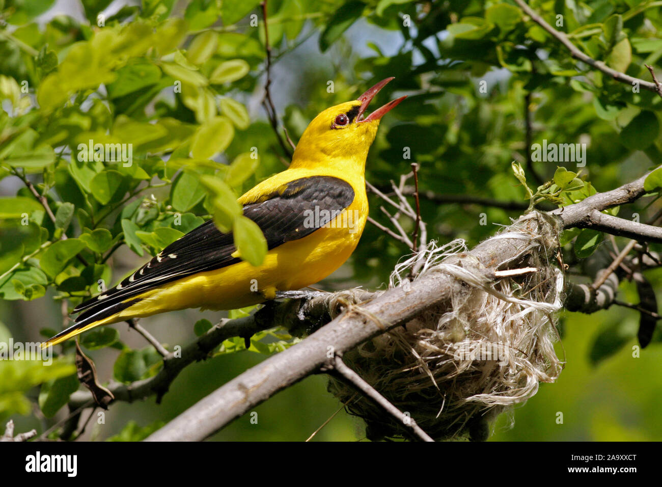 Tiere, Voegel, Pirol, Feigenpirol, Maennchen am Nest, Europa, Tiere ...