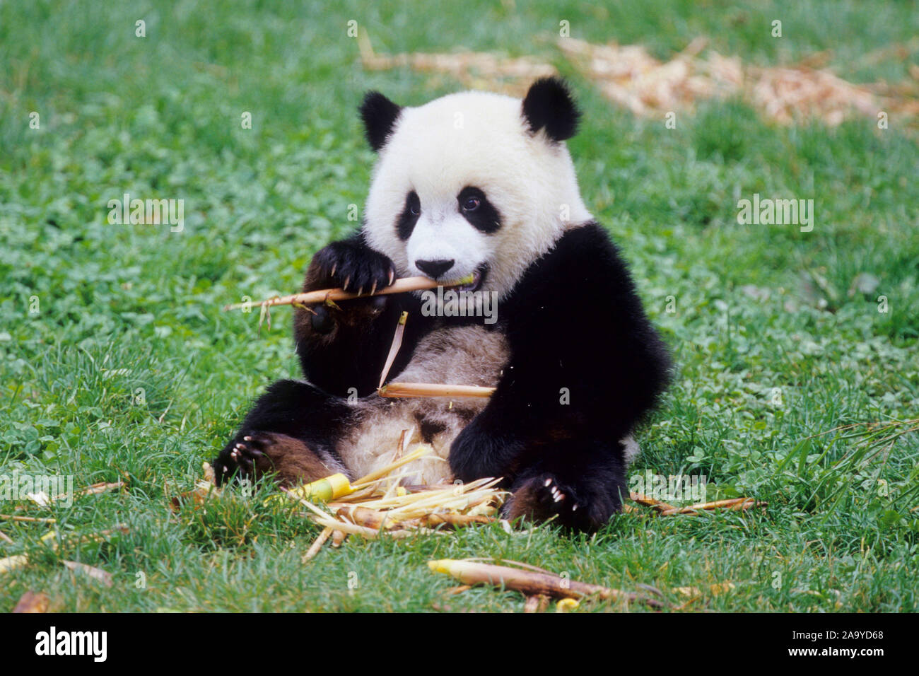 Mcp lay -Fotos und -Bildmaterial in hoher Auflösung – Alamy