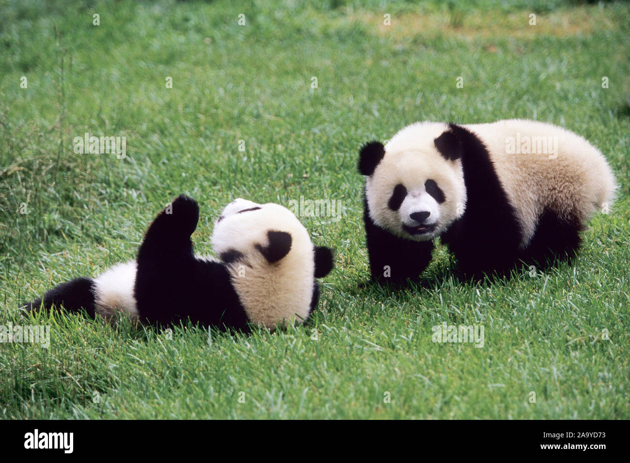 Mcp lay -Fotos und -Bildmaterial in hoher Auflösung – Alamy