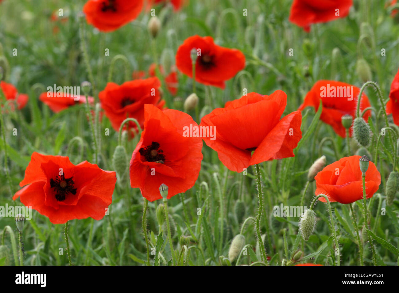 Klatsch mohn -Fotos und -Bildmaterial in hoher Auflösung – Alamy