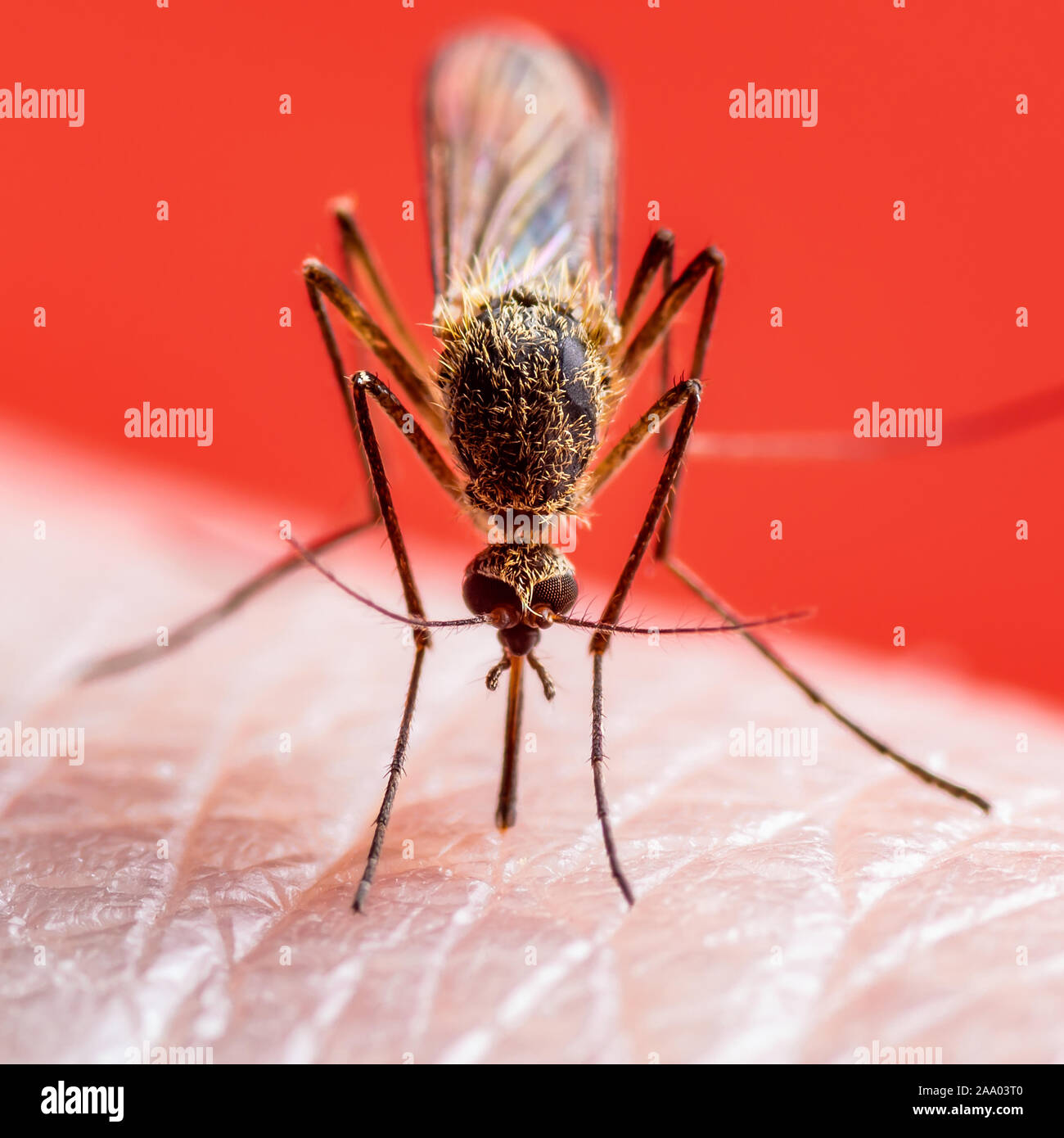 Enzephalitis, Gelbfieber, Malaria, Krankheit oder Zika Virus infiziert ...