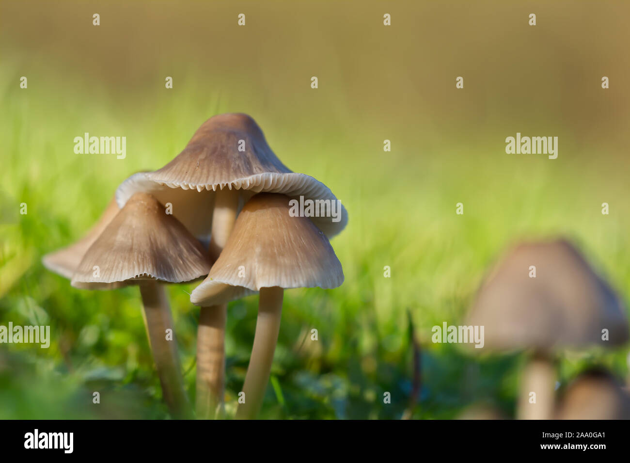 Britische wilde pilze -Fotos und -Bildmaterial in hoher Auflösung – Alamy