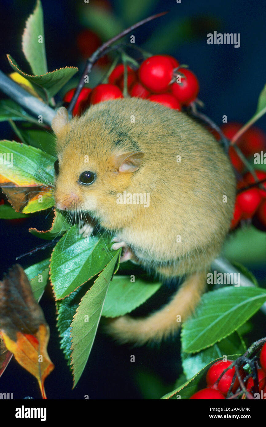 Haselmaus (Muscardinus avellanarius Stockfotografie - Alamy