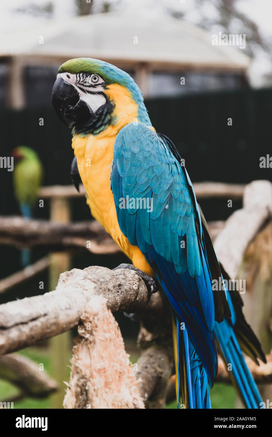 Blauara papagei -Fotos und -Bildmaterial in hoher Auflösung – Alamy