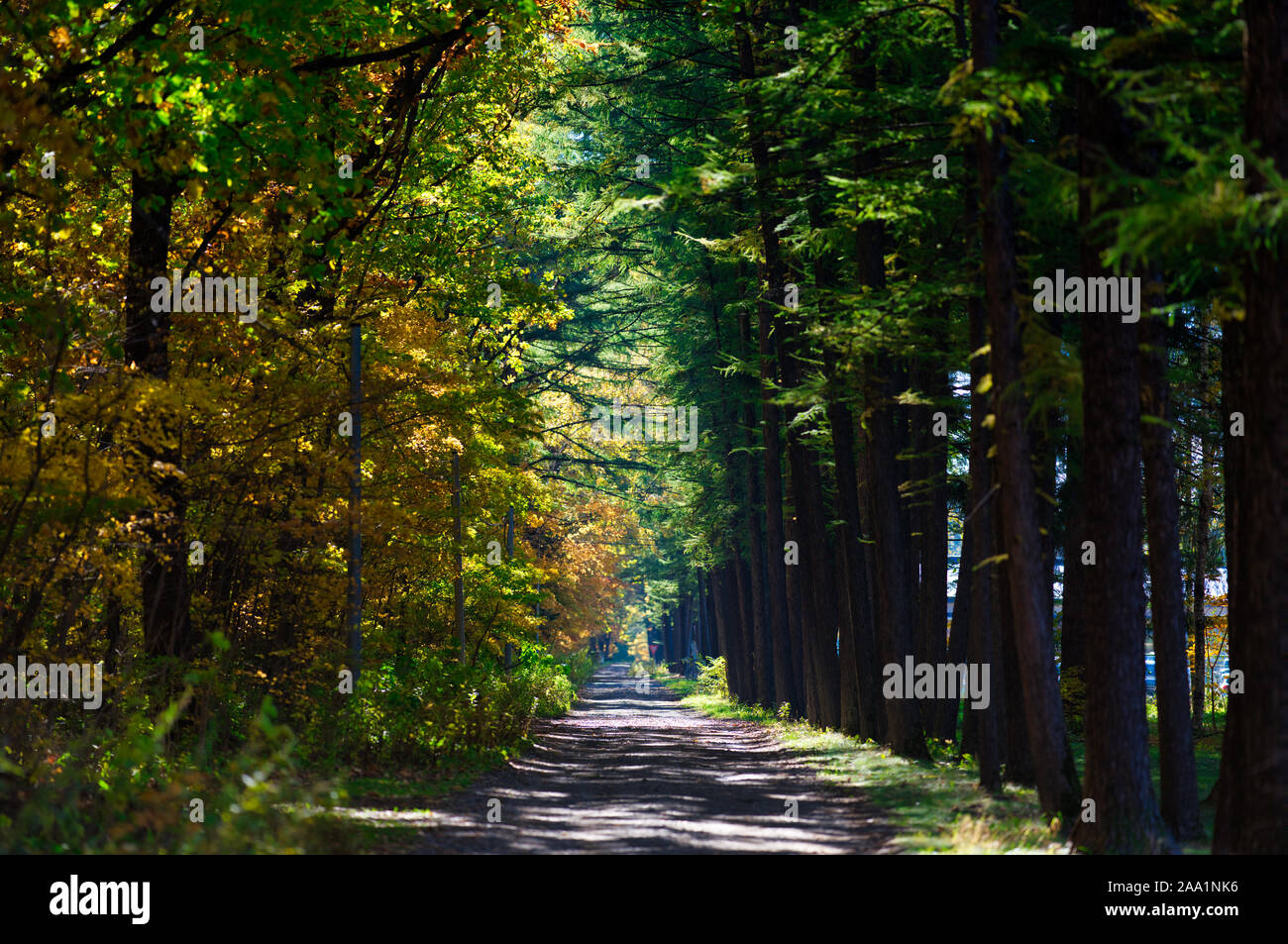 Pfad im Wald Stockfotografie - Alamy